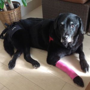 Dog Compression Sleeve Protects Cuts, Scrapes and Wounds