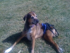 Understanding Knuckling in Dogs and Proprioception - Dog Wheelchair Life