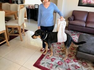 Learning How to Express Your Dog's Bladder